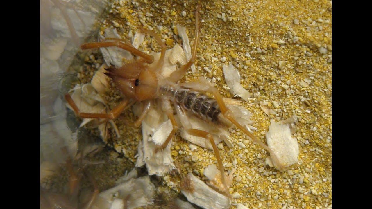Our Newest Camel Spider Solifugae and His New Habitat - YouTube