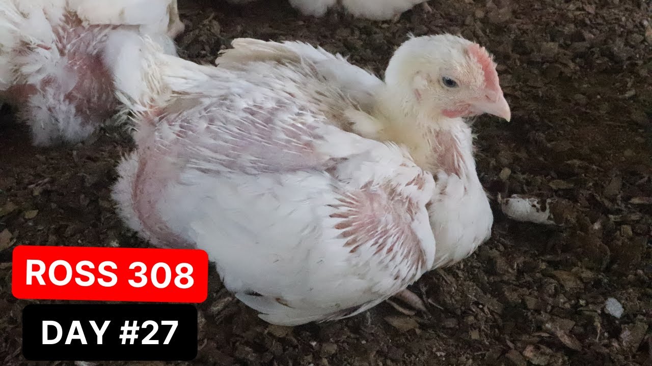 Day 27 | what to expect raising Ross 308 broilers - YouTube