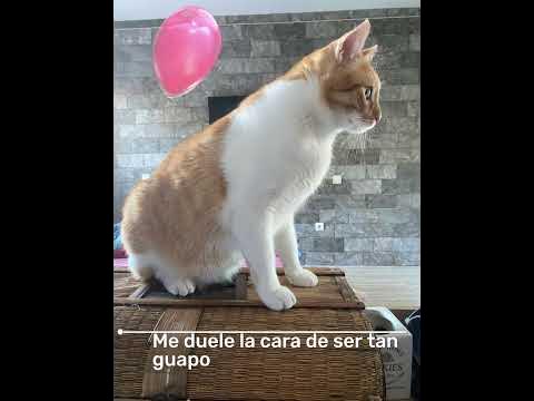 Me duele la cara de ser tan guapo - YouTube
