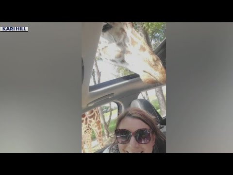 Friendly giraffe crushes car windshield at wildlife center - YouTube