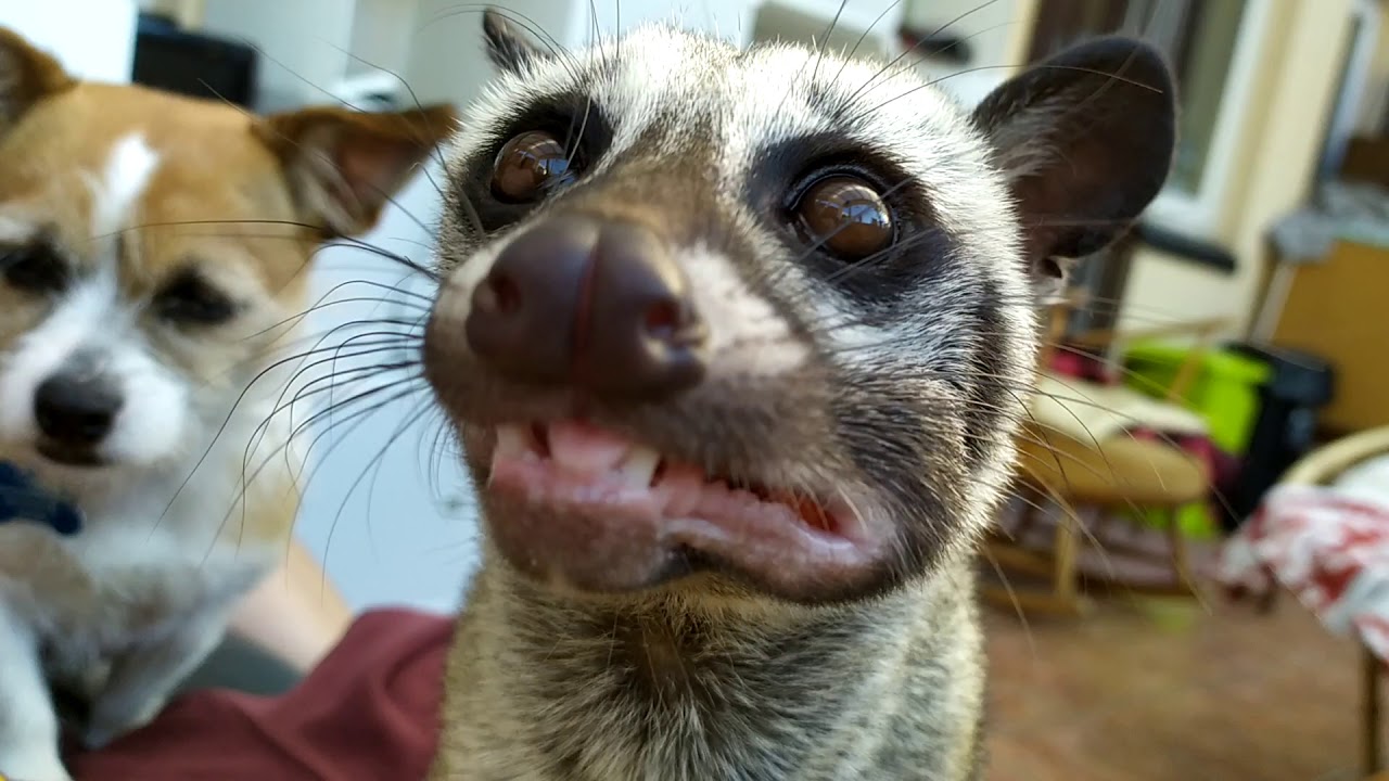 Asian Palm Civet ASMR - YouTube