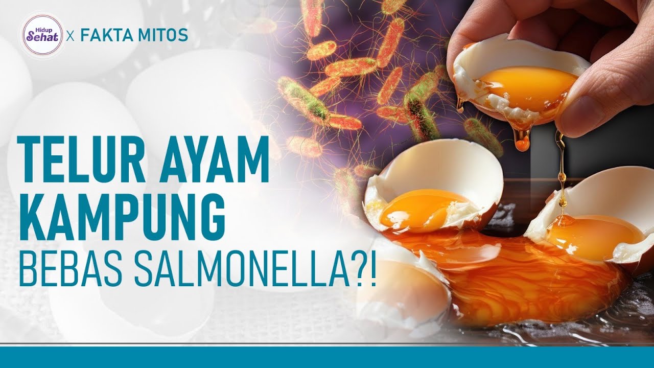 3 Jenis Telur dan Fakta Uniknya, Telur Ayam Kampung Bebas Salmonella ...