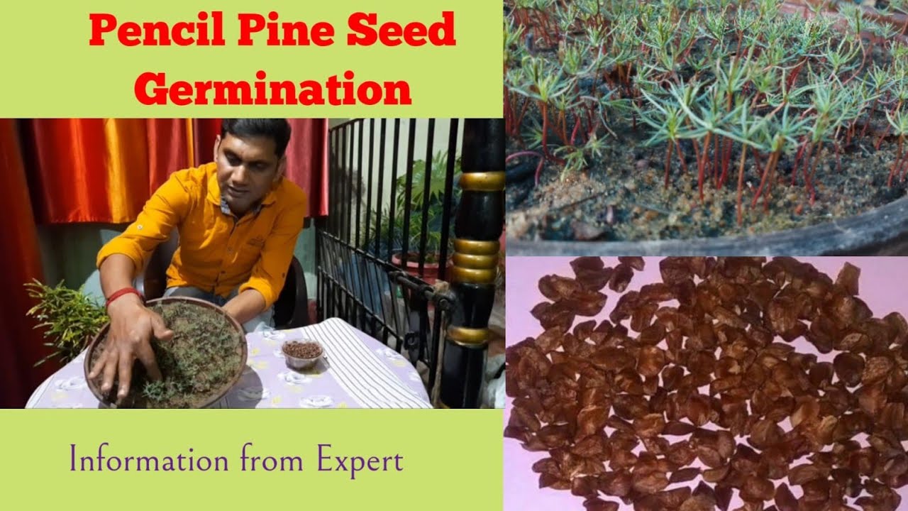 Pencil Pine Seeds Germination technique - YouTube