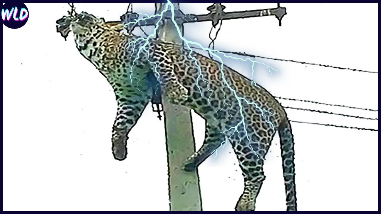 15 Unlucky Animals That Got Electrocuted - YouTube