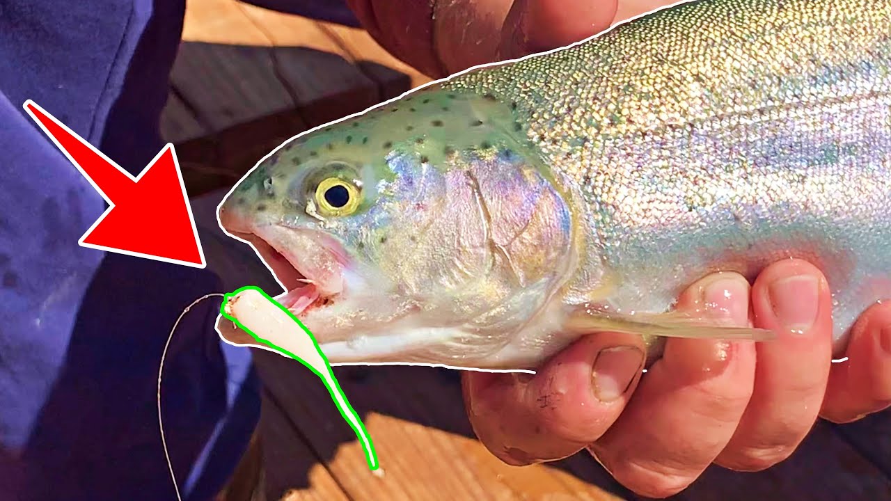 The Fish CAN'T Resist This Bait! - YouTube