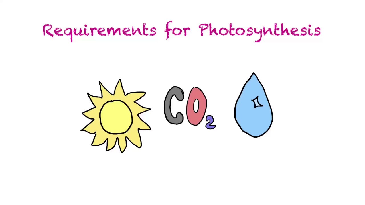 Requirements for photosynthesis - YouTube