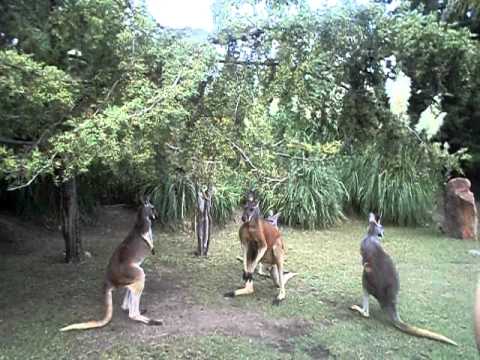 Canguros peleando en Africam Safari II. - YouTube