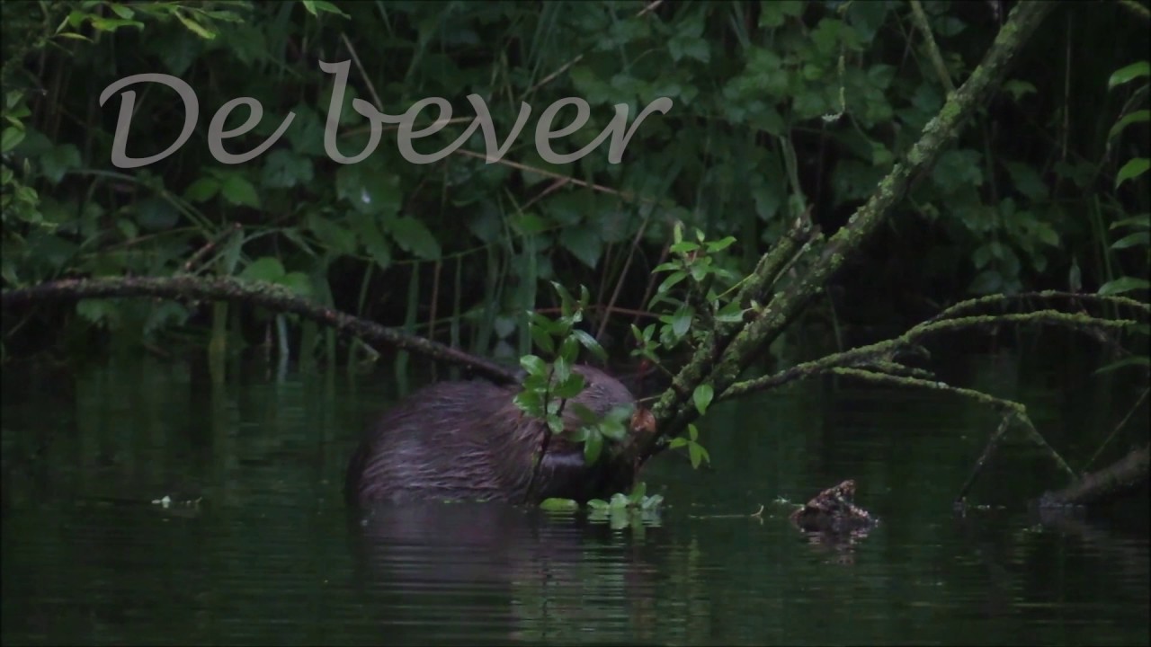Trailer De Bever. Dichterbij dan u denkt! - YouTube