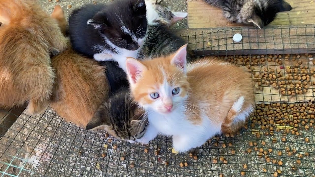 Incredibly cute little Kittens. These Kittens love to play. 😍 - YouTube