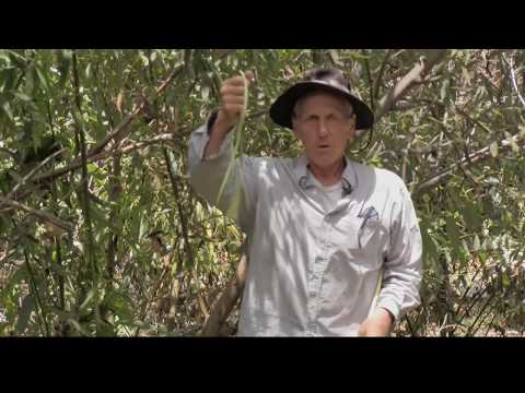 THE WILLOW TREE and its many uses