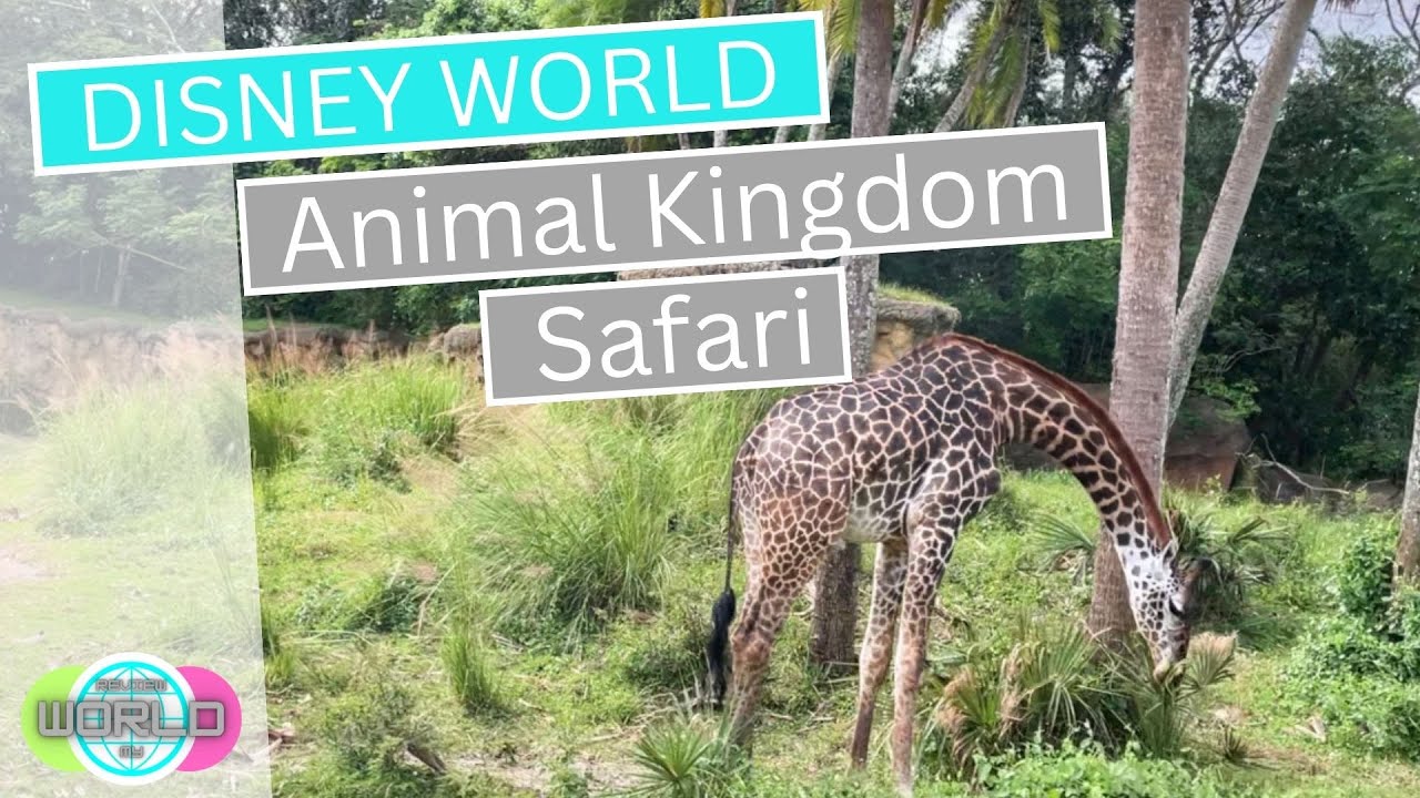Crazy Wild Animals At Disney - Walt Disney World - Animal Kingdom - YouTube