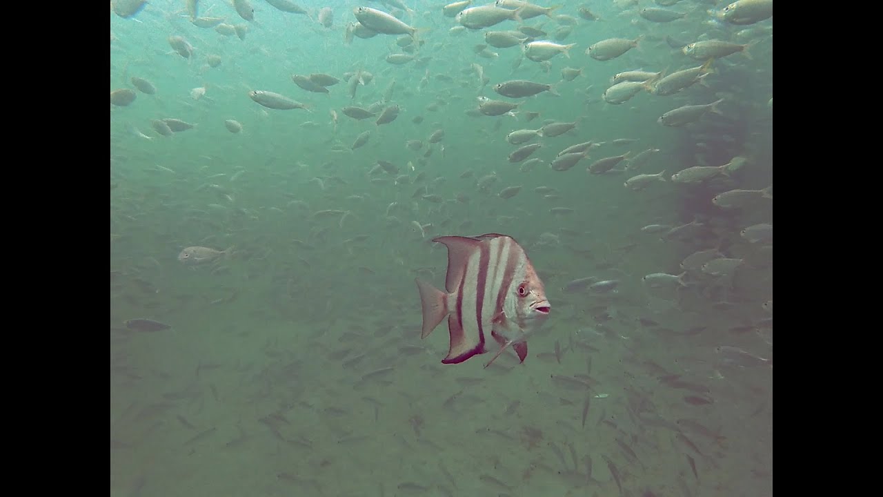 GOPRO Over the rail, PT 2- Miller Pier PCB Florida- 7ft TIGER SHARK ...