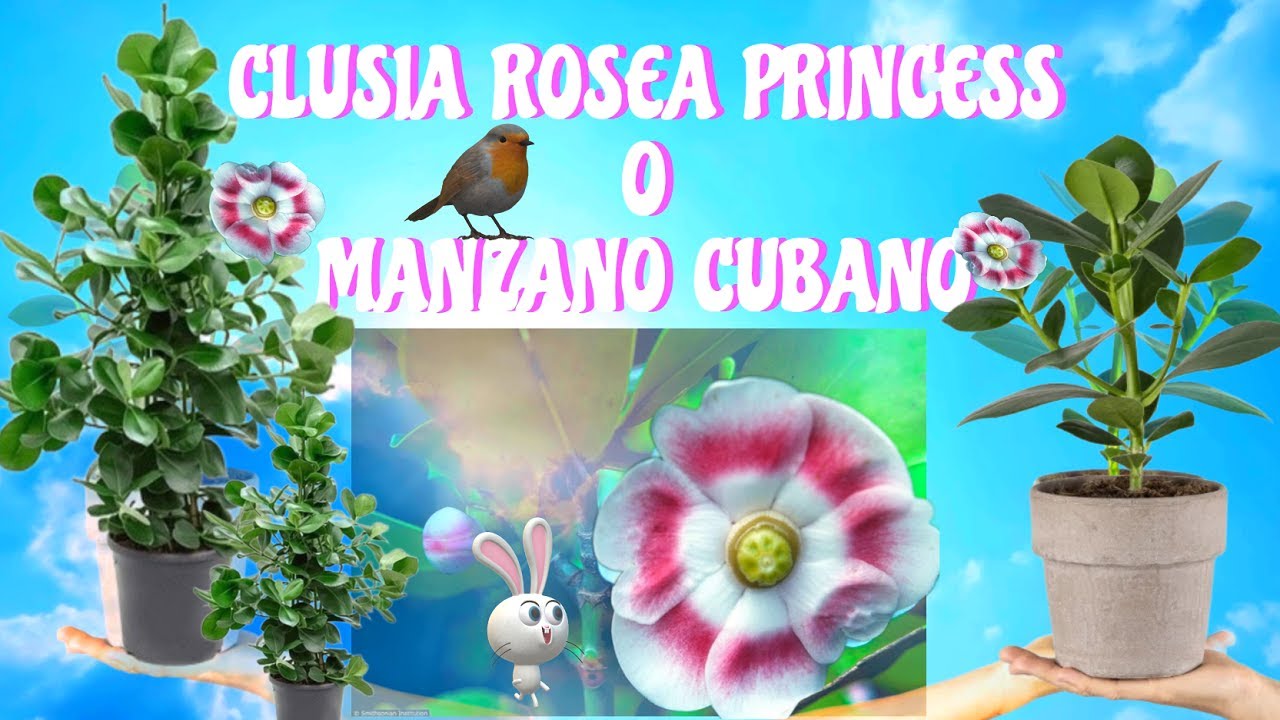 🙋CLUSIA ROSEA PRINCESS O MANZANO CUBANO y sus cuidados🌹💐🌺🪴☘️🌿🌼 - YouTube