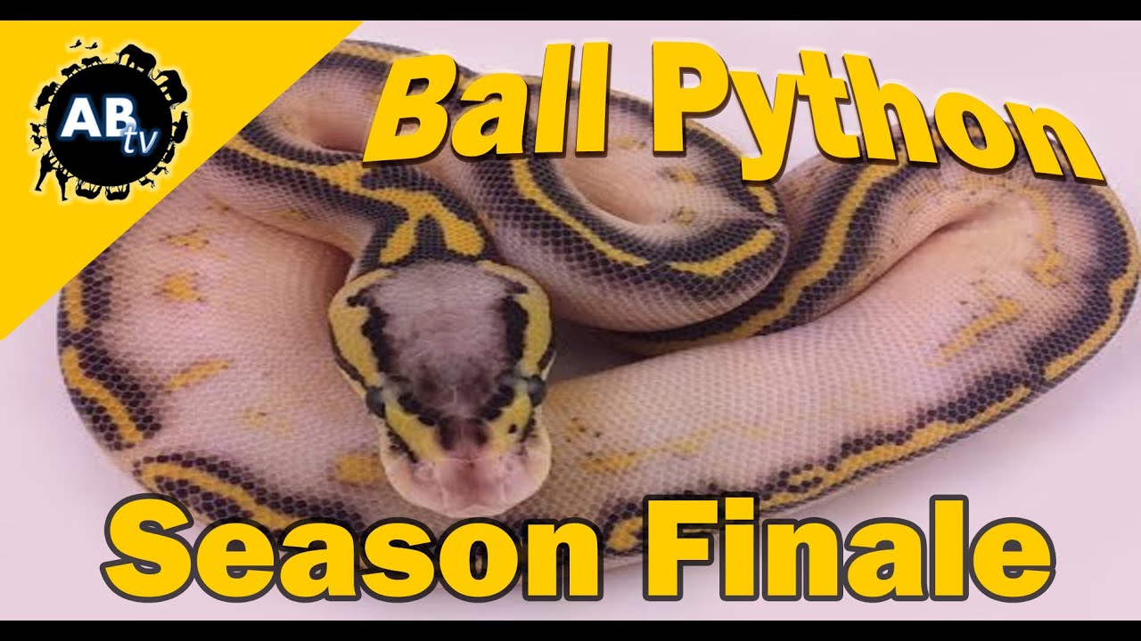 Ball Python Season Finale : The Python Hunter : AnimalBytesTV - YouTube