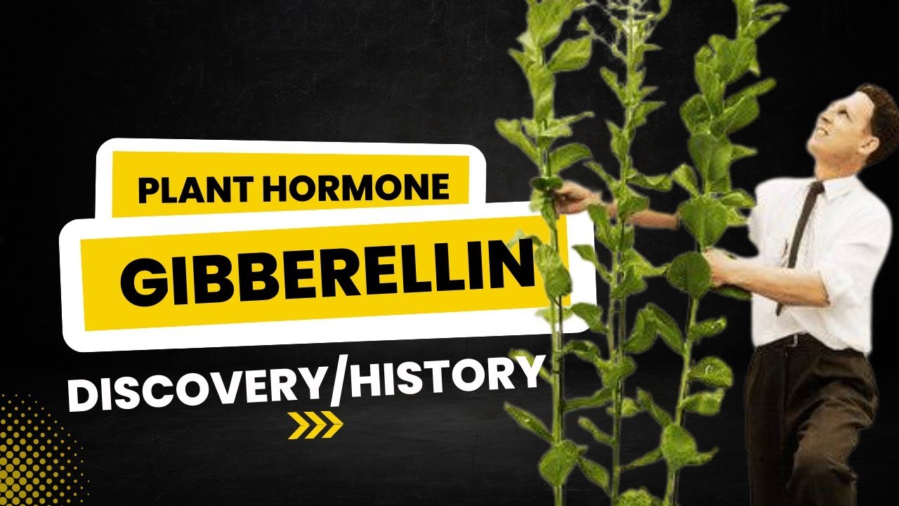 Gibberellin Plant Hormone | Discovery and Historical Background ...