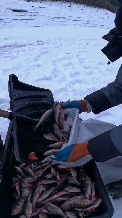 Дежавю на рыбалке рыбалка тайга Youtube