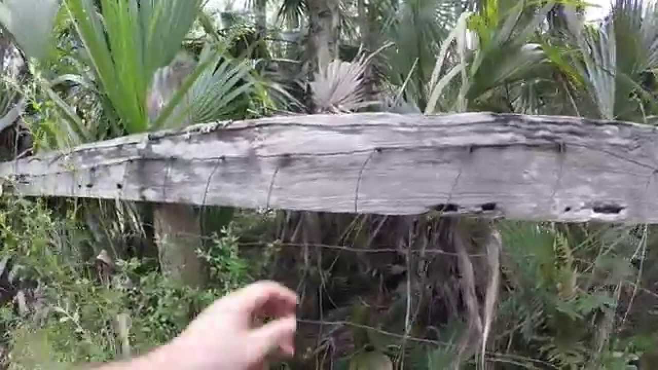 Old Corral and Cattle Vat in Tosohatchee Wildlife Management Area - YouTube
