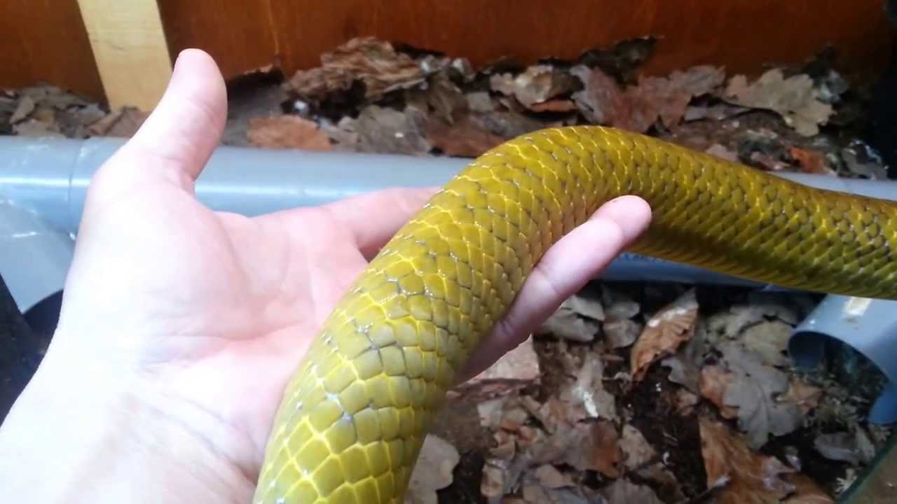 Yellowtail cribo - YouTube