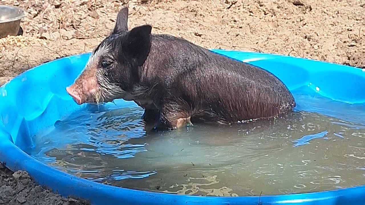 Bershire pig pool #pig #berkshire #pets - YouTube