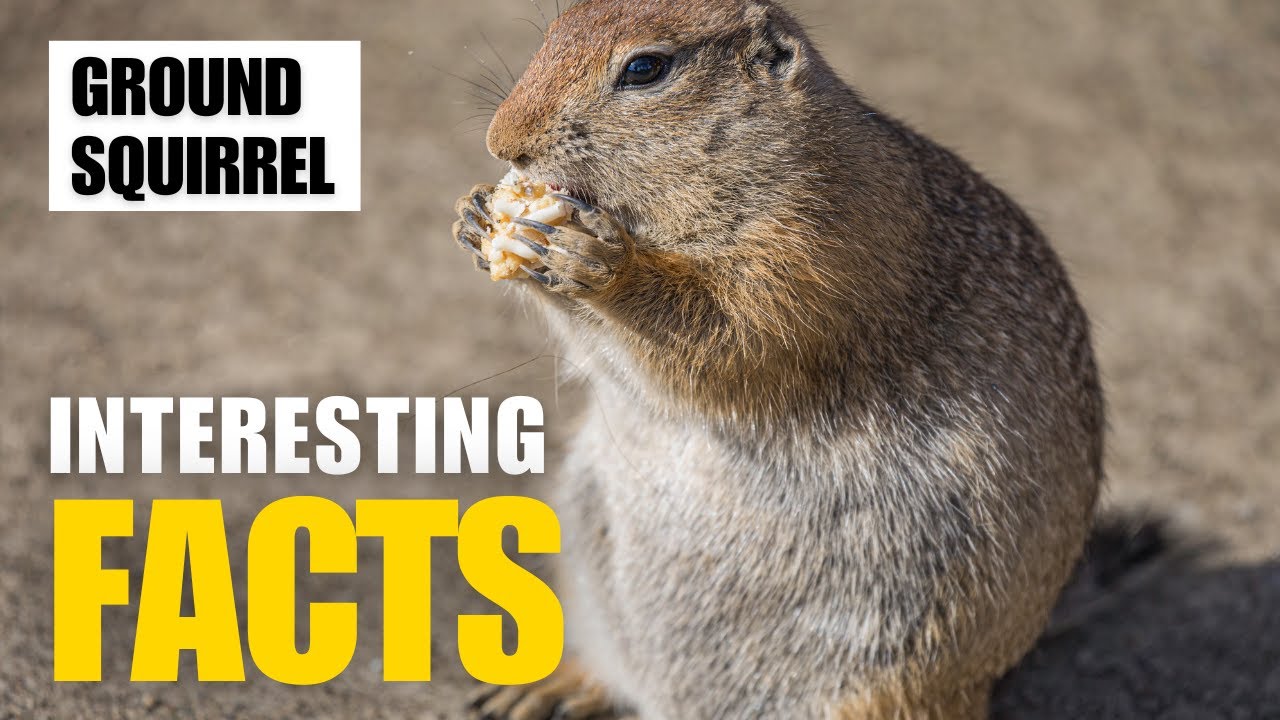 Exploring the Fascinating World of Ground Squirrels | Interesting Facts ...