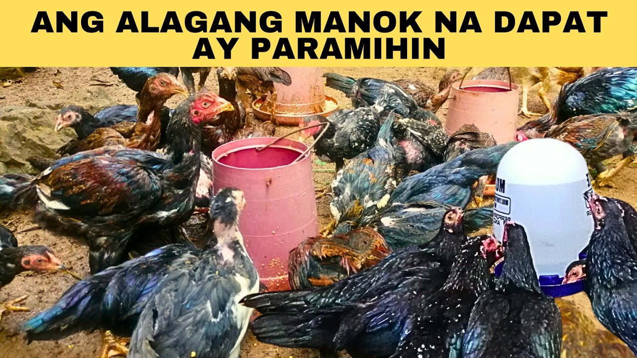 Mga alagang manok na dapat ay paramihin - YouTube