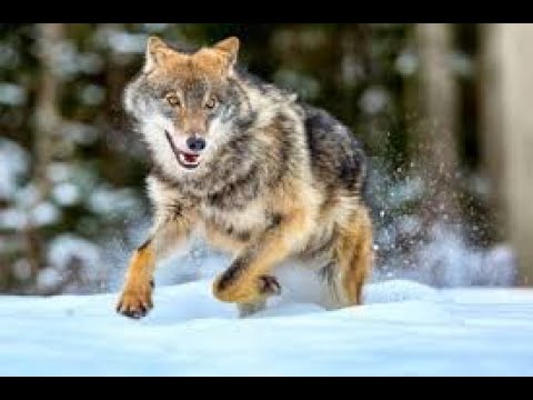 10 Wolf Rules | That Will Transform You Into a True Leader | 10 Rules ...