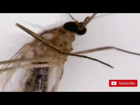 ZOOM NYAMUK_sampai kelihatan BULUNYA BEBERAPA kali_matanya Ratusan