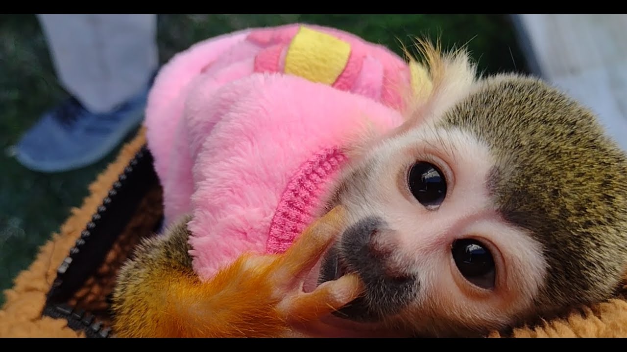 MONKEY CUDDLES IN THE SUN - YouTube