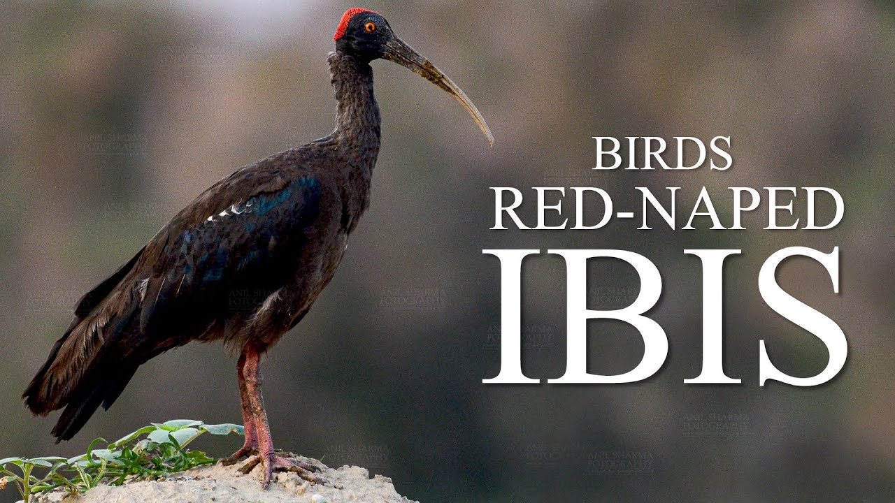 BIRDS: THE RED- NAPED IBIS | IBIS WITH CRIMSON RED CROWN - YouTube