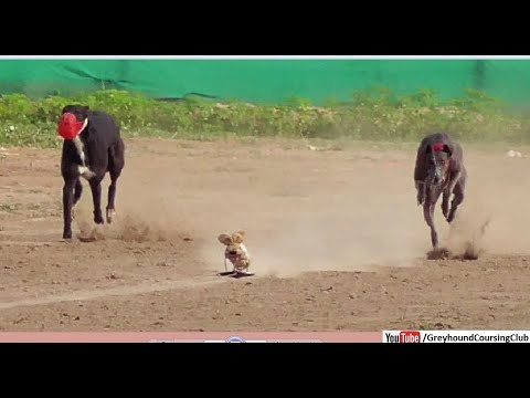 dog running slow motion - YouTube