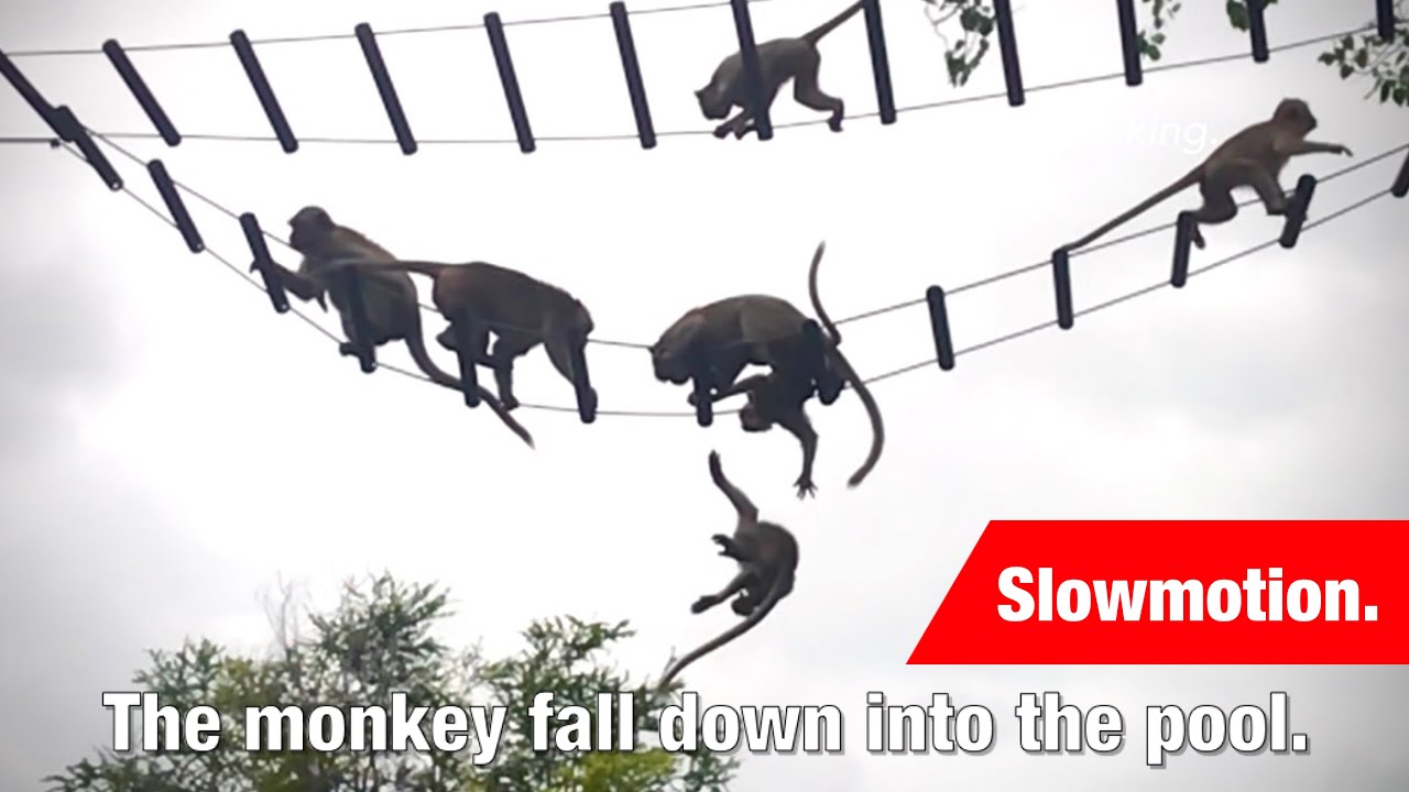 ลิงลพบุรี : The monkey fall down slowmotion into the pool. - YouTube