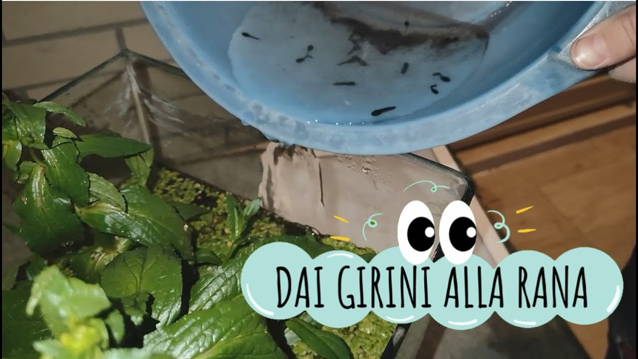 Attività - Dai girini alle rane - costruire con Davide un acquario per ...