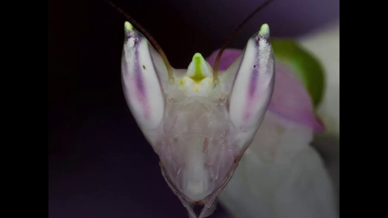 La mantis orquídea, reina del mimetismo - YouTube