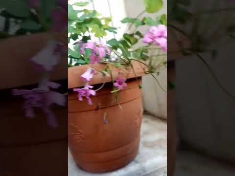 serpil ananın açan balkon çiçekleri