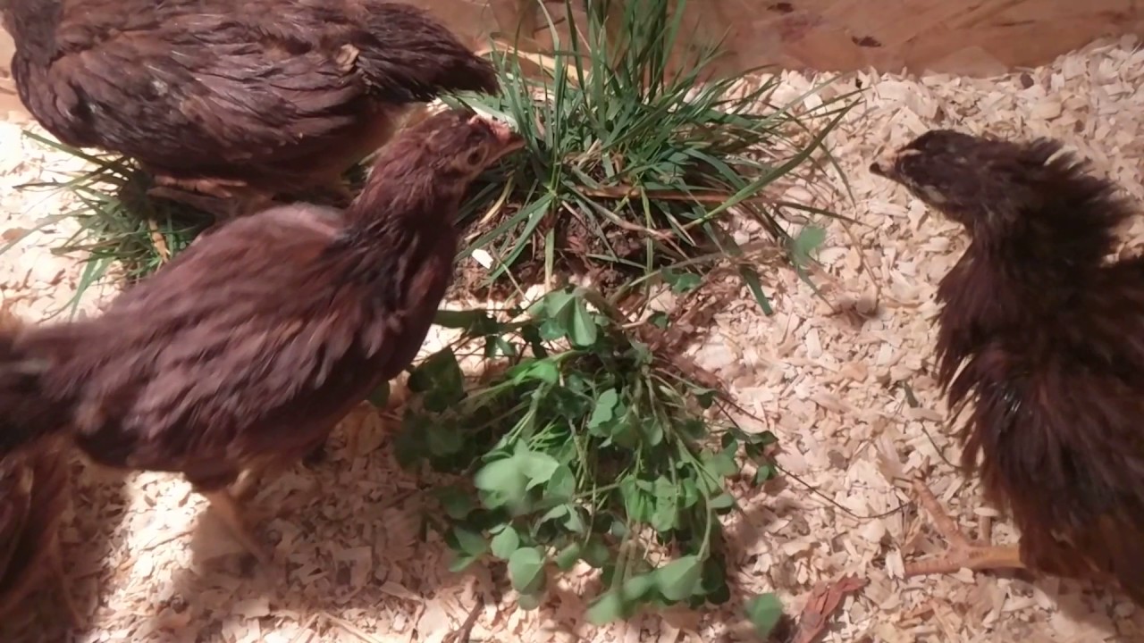 Preparing 5 Week Old Heritage Rhode Island Red Chicks For Life Outdoors ...