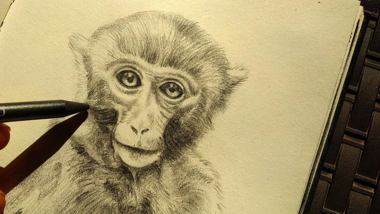 Drawing a Monkey | Pencil on Sketchbook | Art - YouTube