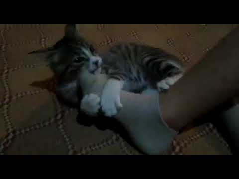 #komikvideolar tatlı kedicik oyun sever.