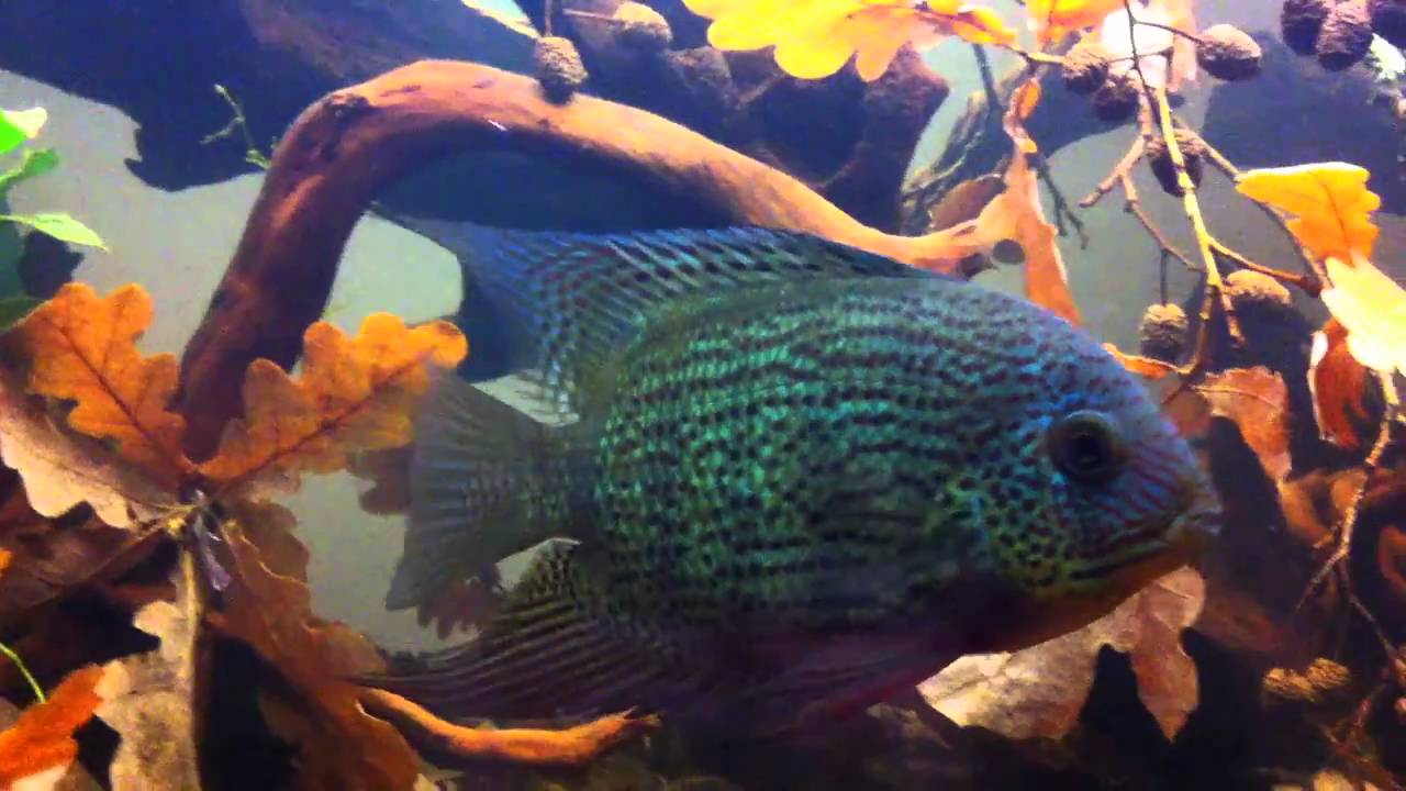 Heros sp Iniridae F0 - YouTube