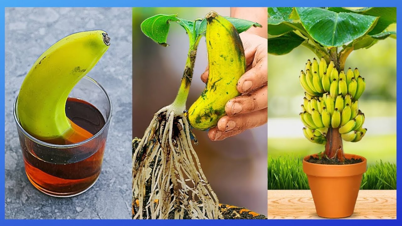 How to Make Banana Bonsai From Banana 🍌🍌🍌 New gardening method - YouTube