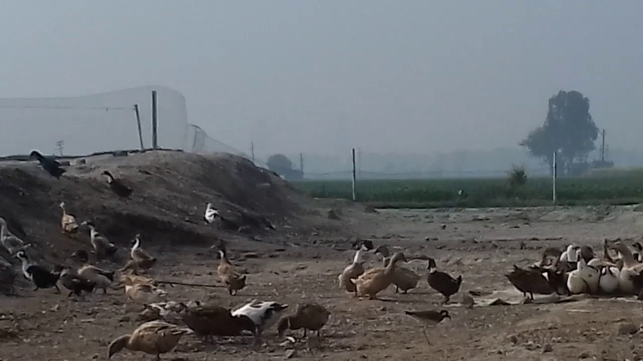 Duck with fish farming(1) - YouTube