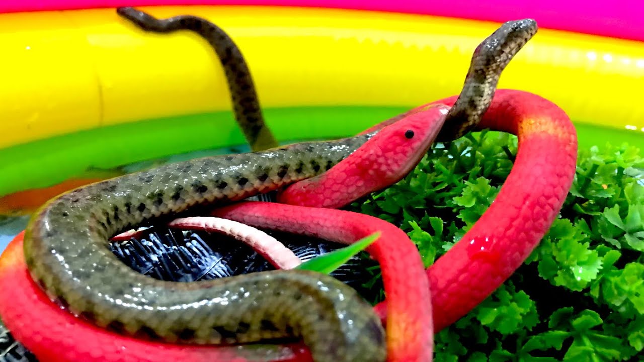 Wow! Catching cute colors Molly Fish, Half moon Betta, Goldfish ...