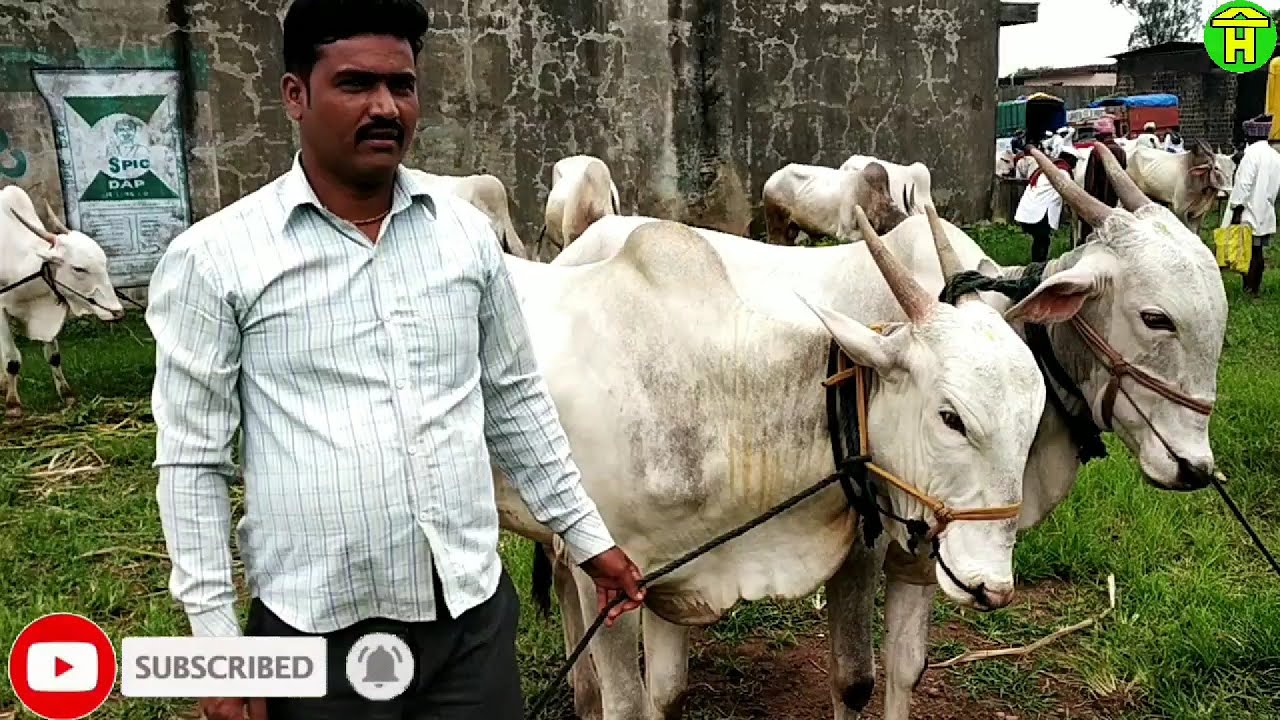 || Young Khillari Bulls Pair of Farmer Sagar of Basarikatti || - YouTube