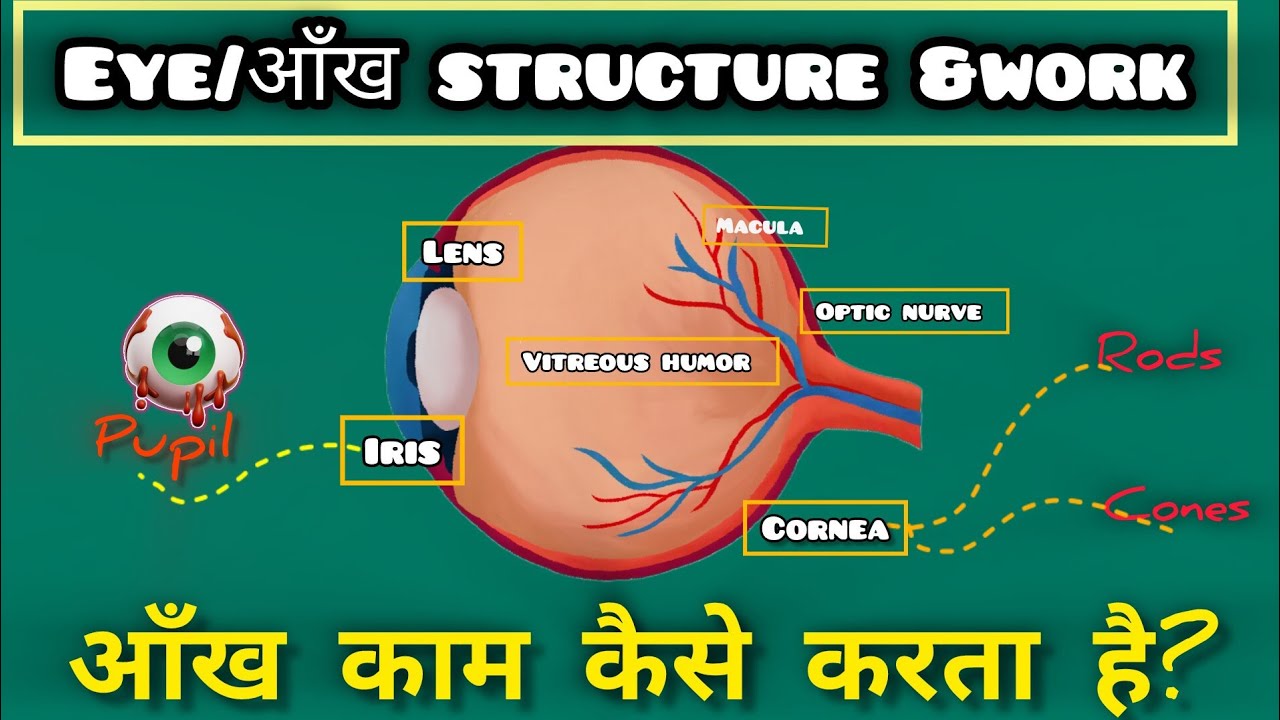 आँख (eye) की संरचना और क्रिया विधि /structure of eye in hindi //part of ...
