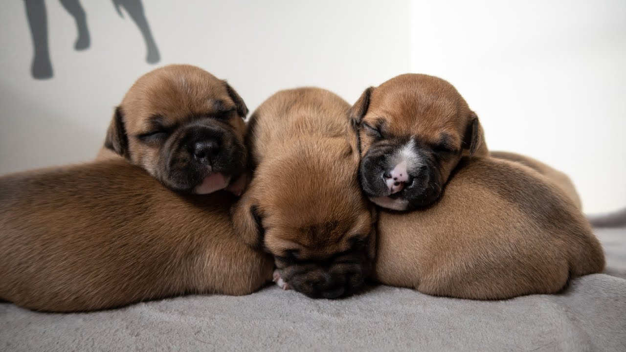 Staffy Pups - Cute and Funny Moments - 0 to 2 weeks - YouTube