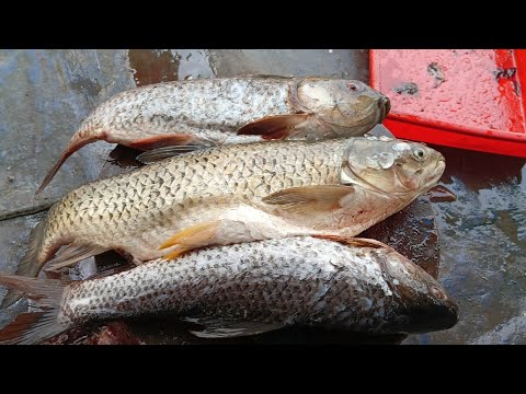 Roha mirkal Machhali fish Roha Katla mirkal fees #Machhali - YouTube
