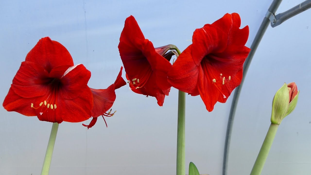 My Amaryllis In Full Bloom (2020) - YouTube