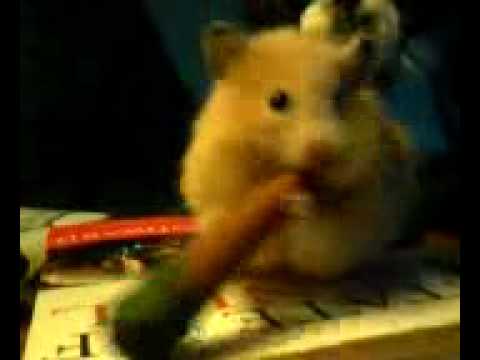 Hammi eating a treat - YouTube