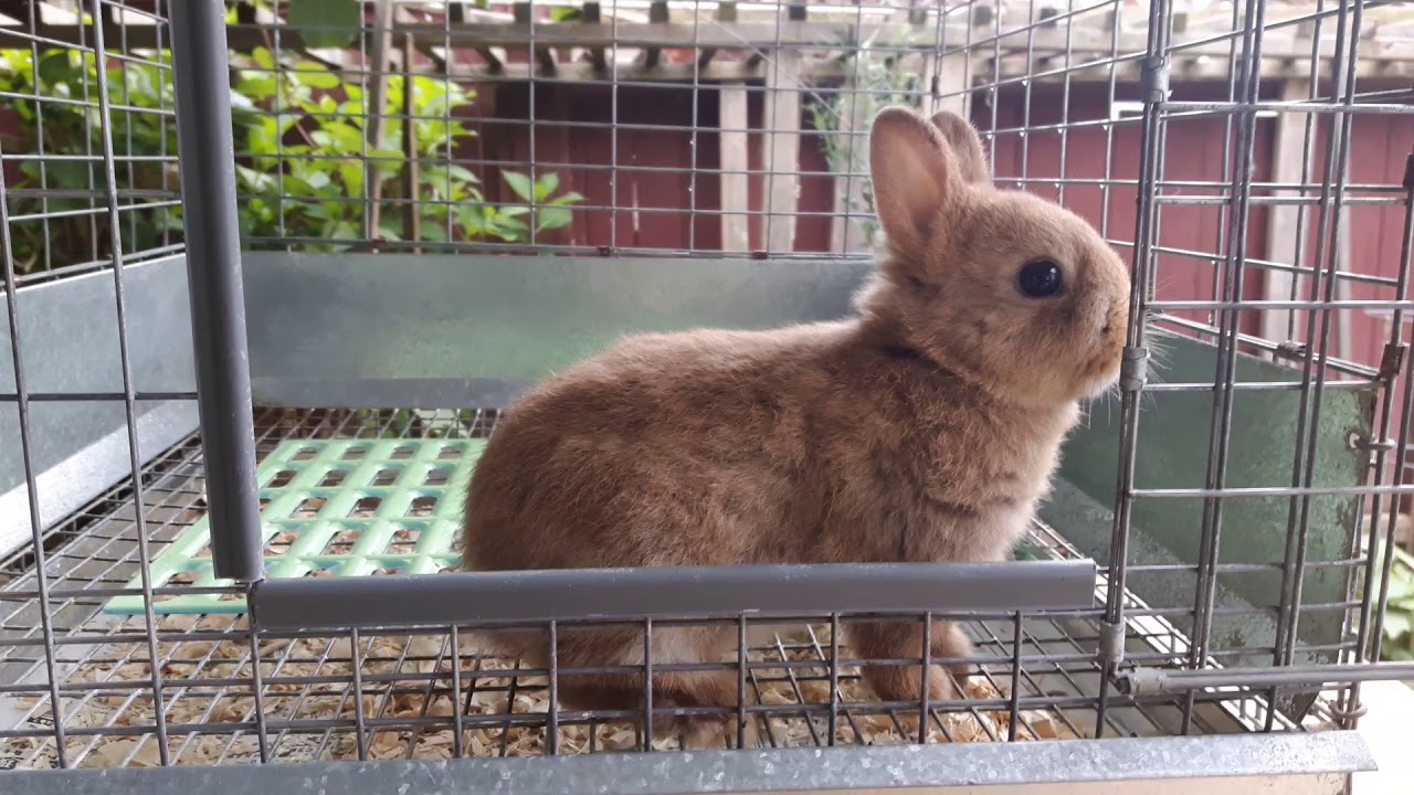 Cinnamon (Chocolate Chestnut) Netherland Dwarf - YouTube