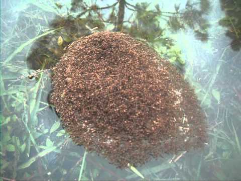 Floating Fire Ant City !! - YouTube