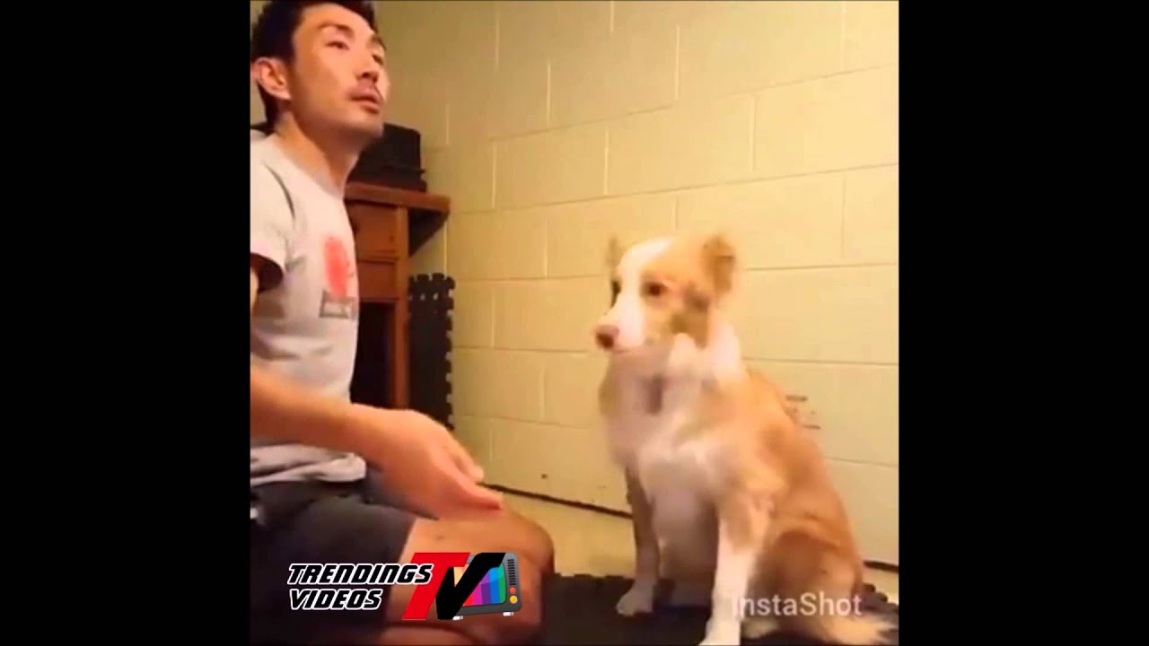 Super Cute Dog Praying SO CUTE ! - YouTube